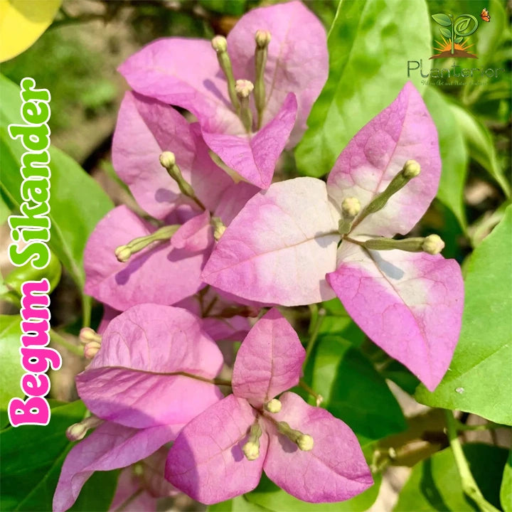 বেগম সিকান্দার বাগানবিলাস | Begum Sikander Bougainvillea | Begom Siken ...