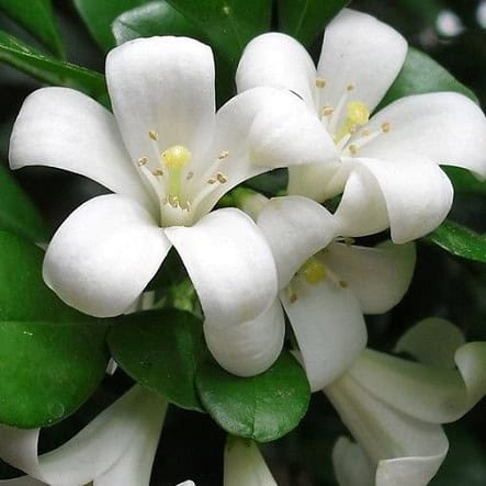 ডোয়ার্ফ কামিনী | Dwarf Kamini | Murraya Paniculata – Planterior.org