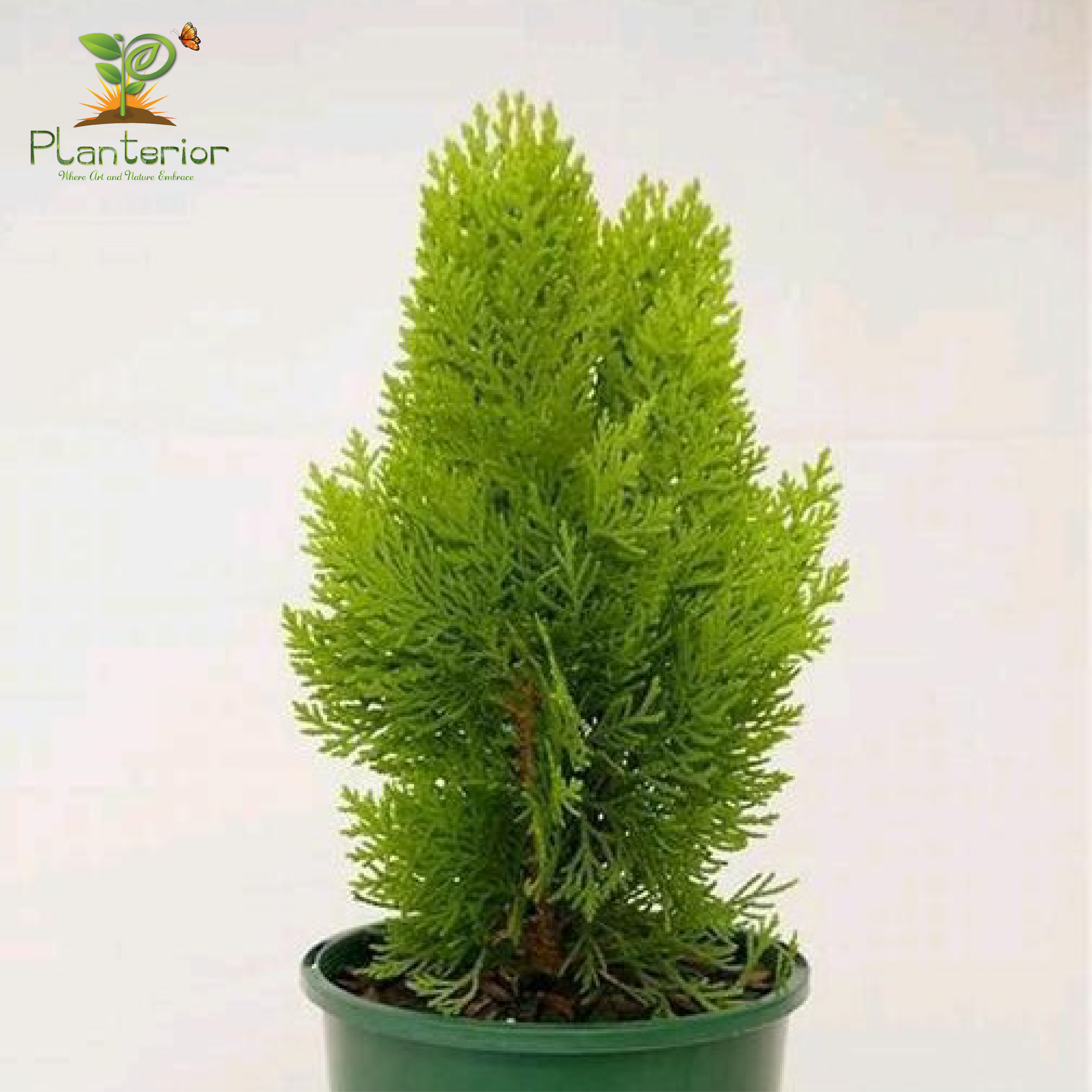 ঝাউ গাছ | Casuarina Tree – Planterior.org