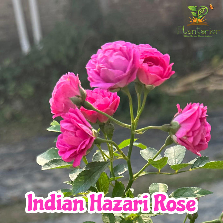 Rose – Planterior.org