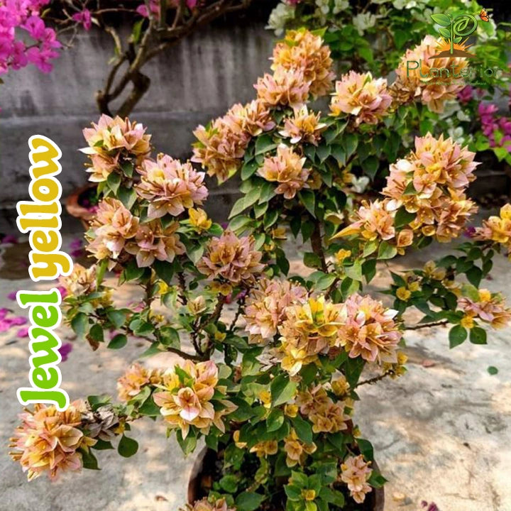জুয়েল ইয়োলো বাগানবিলাস | Jewel Yellow Bougainvillea Plant | Jewel Yel ...