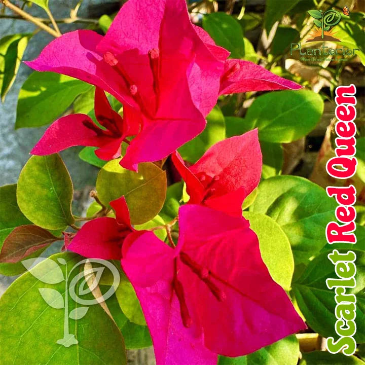 স্কারলেট রেড কুইন বাগানবিলাস | Scarlet Red Queen Baganbilash | লাল বাগ ...