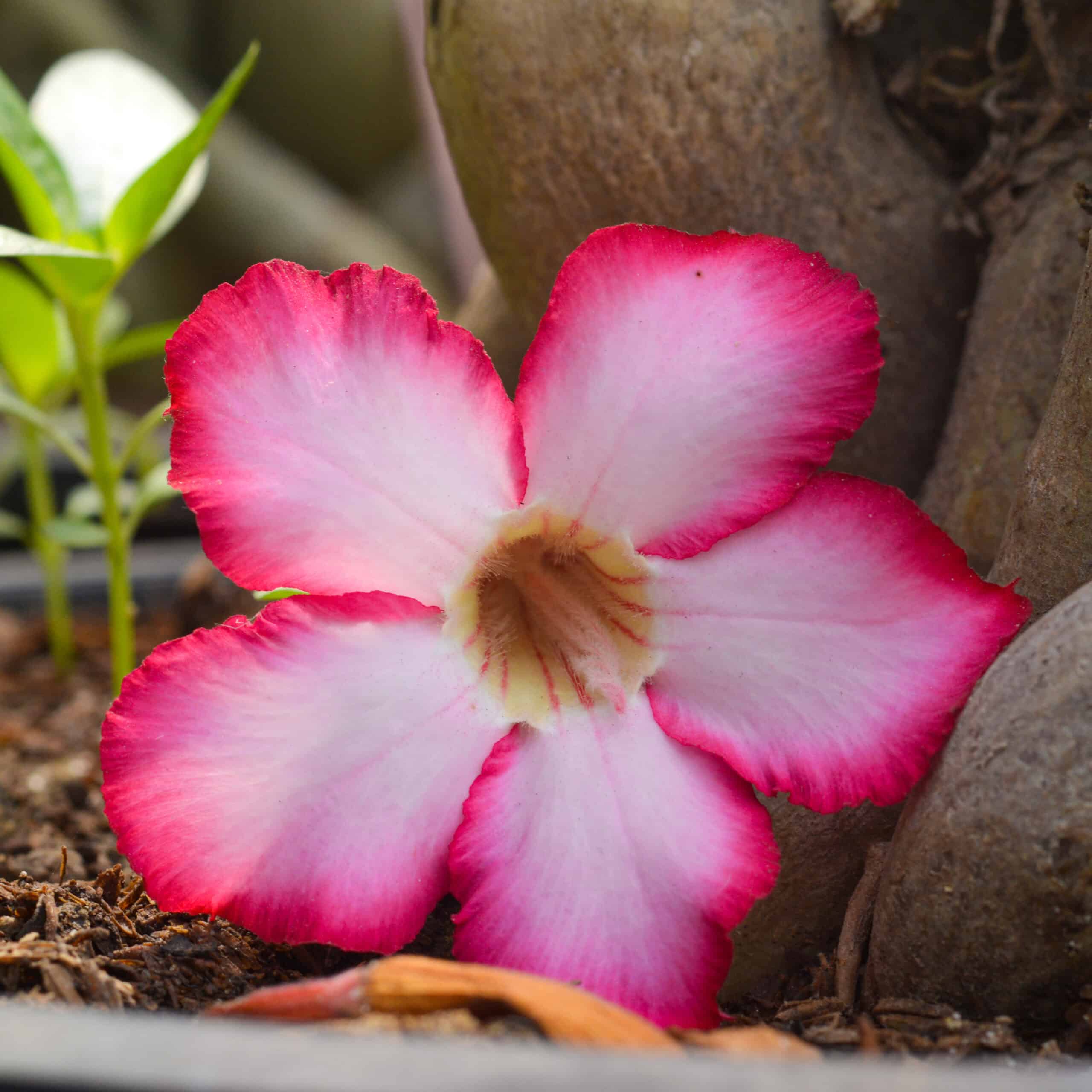 Single Petal Pink White | Seed Adenium | Obesum | Top Setup ...
